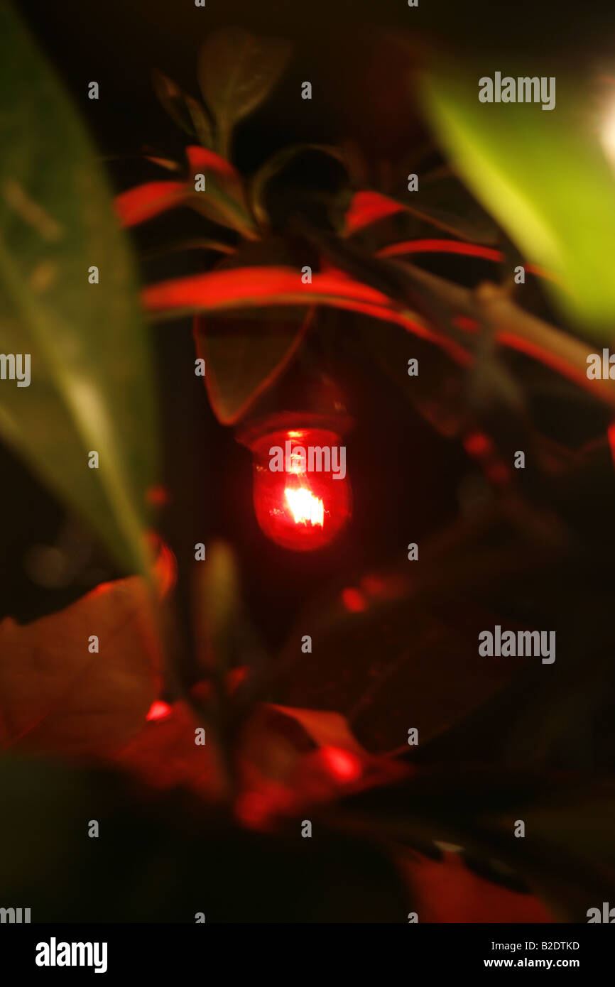one bright red bulb in dark tree at night Stock Photo - Alamy