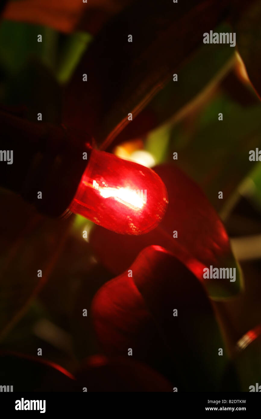 one bright red bulb in dark tree at night Stock Photo - Alamy