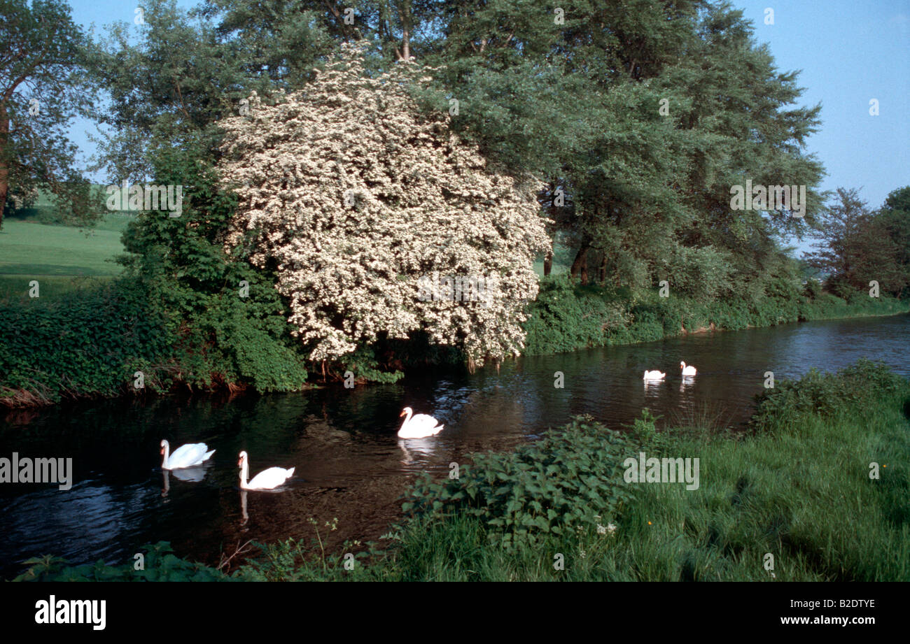 five swans swimming down the river Stock Photo - Alamy