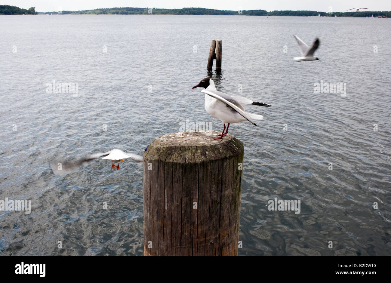 Flying dolphin hi-res stock photography and images - Alamy