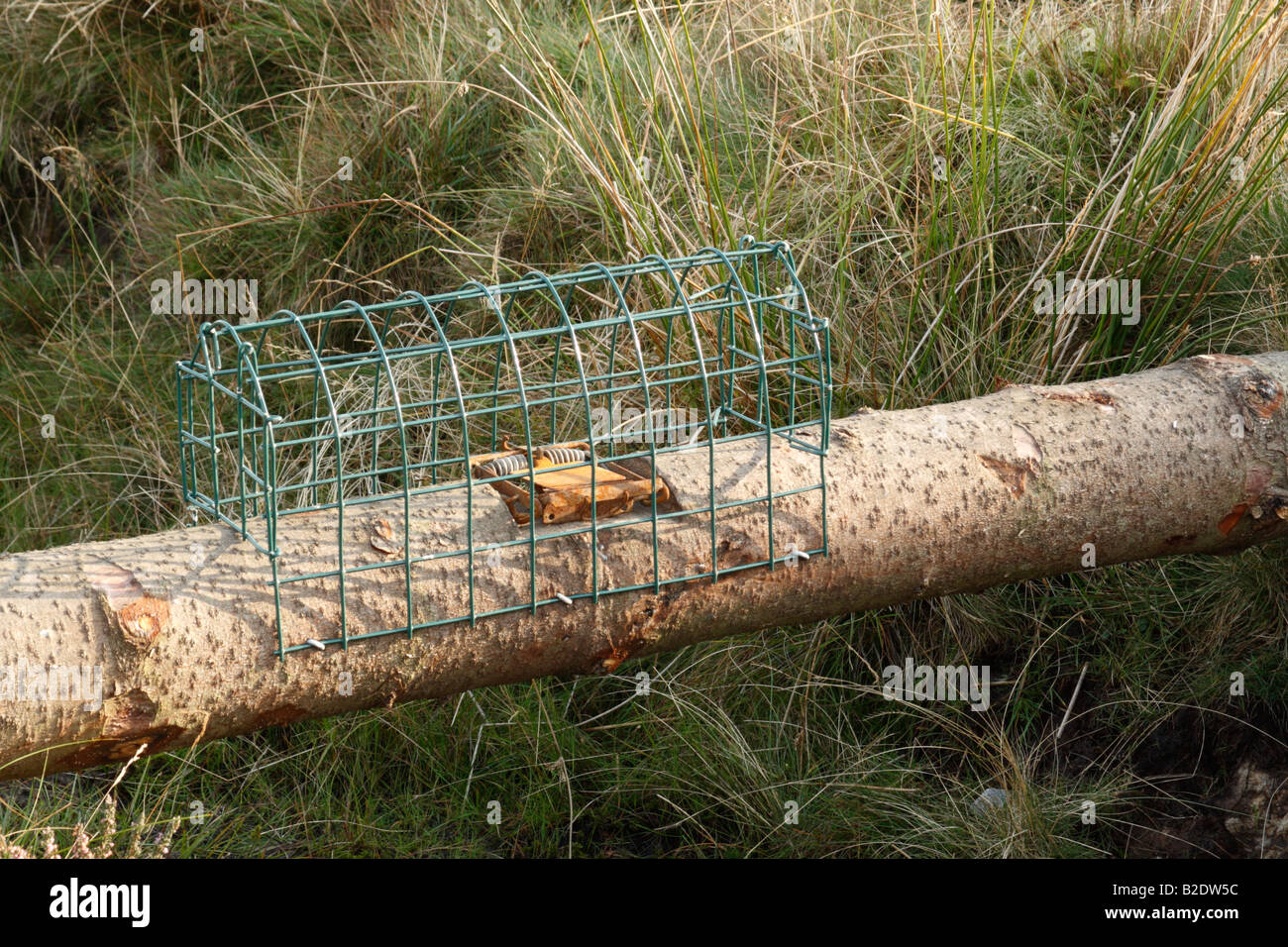 tunnel trap used to catch stoat and weasels as part of red grouse ...