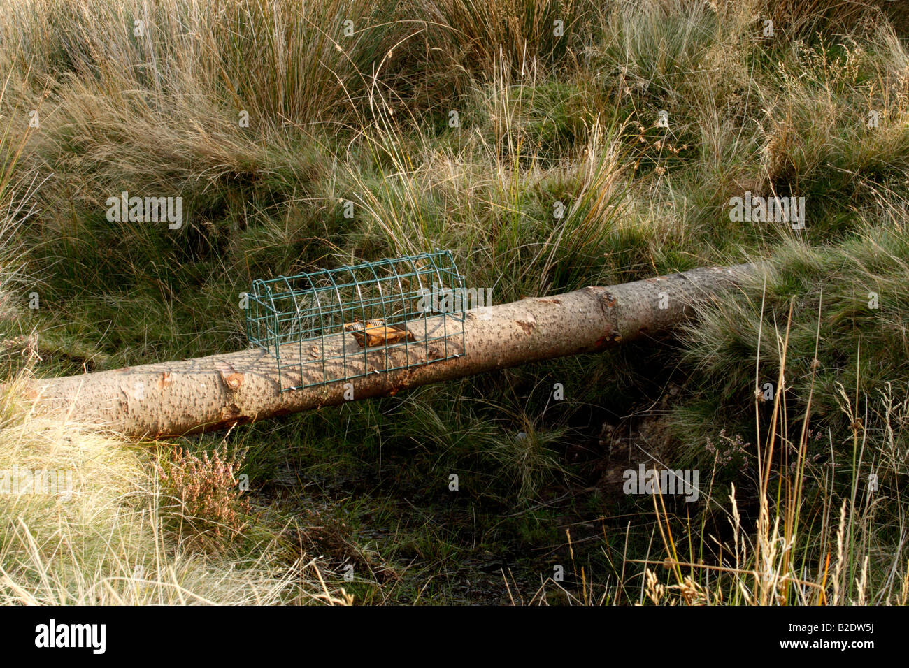 tunnel trap used to catch stoat and weasels as part of red grouse ...