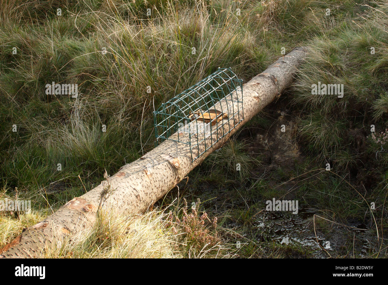 tunnel trap used to catch stoat and weasels as part of red grouse ...