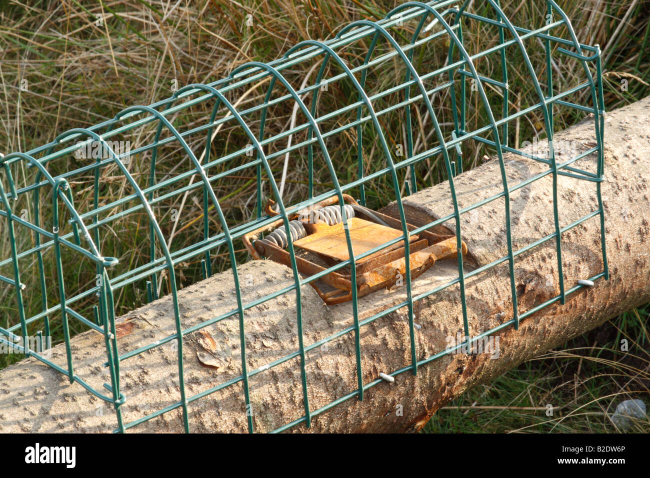 close up of tunnel trap used to catch stoat and weasels as part of red ...