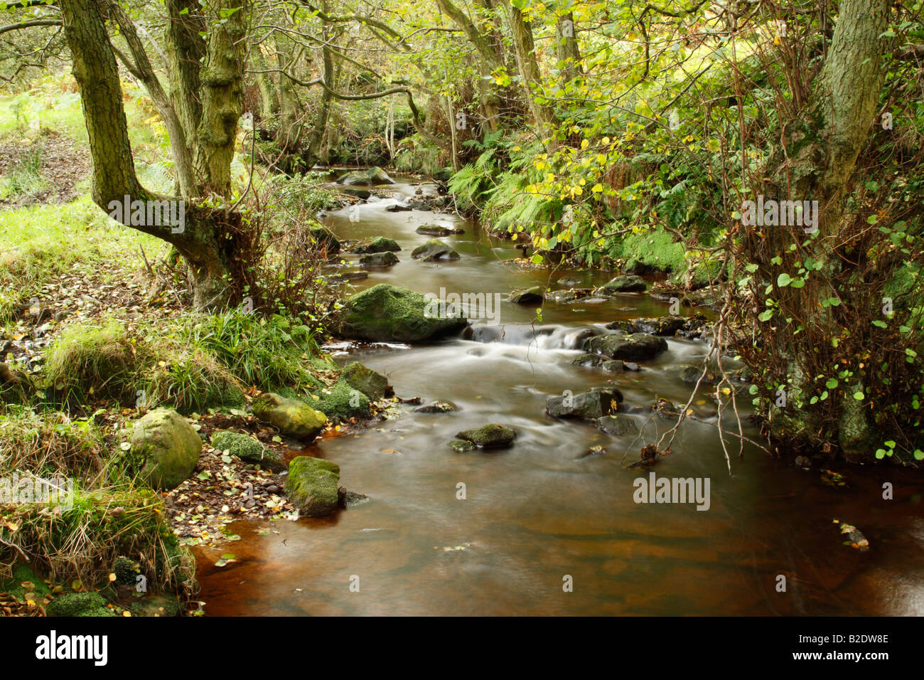 River Esk where it flows through Westerdale between tree lined banks ...