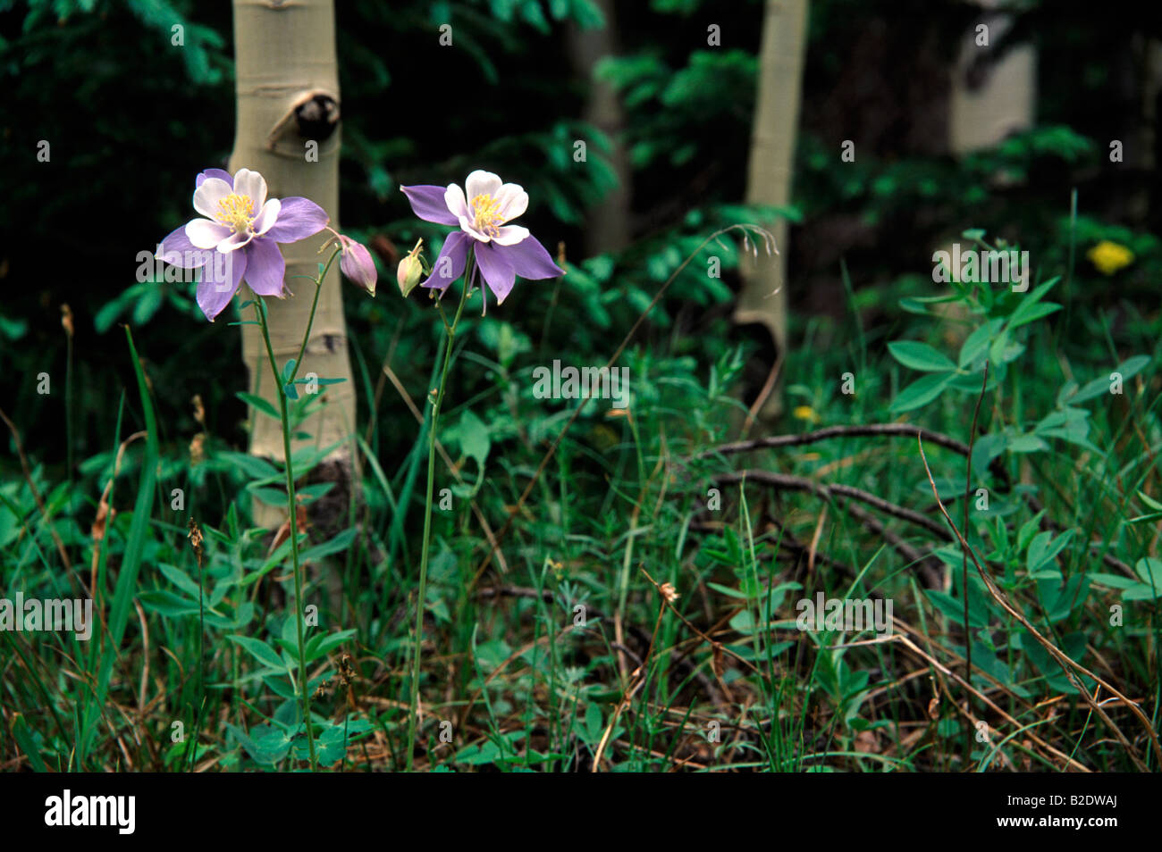 Columbine two twin wildflower hi-res stock photography and images - Alamy