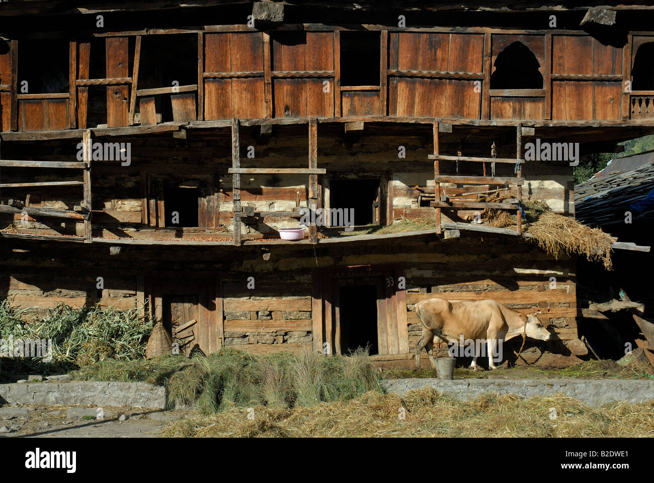 Old cow hi-res stock photography and images - Alamy