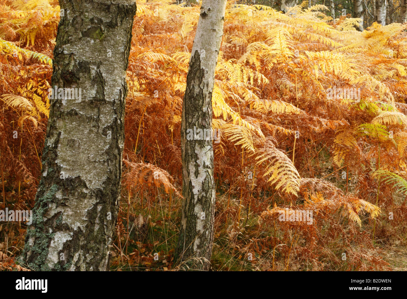 Silver birch trees hi-res stock photography and images - Alamy
