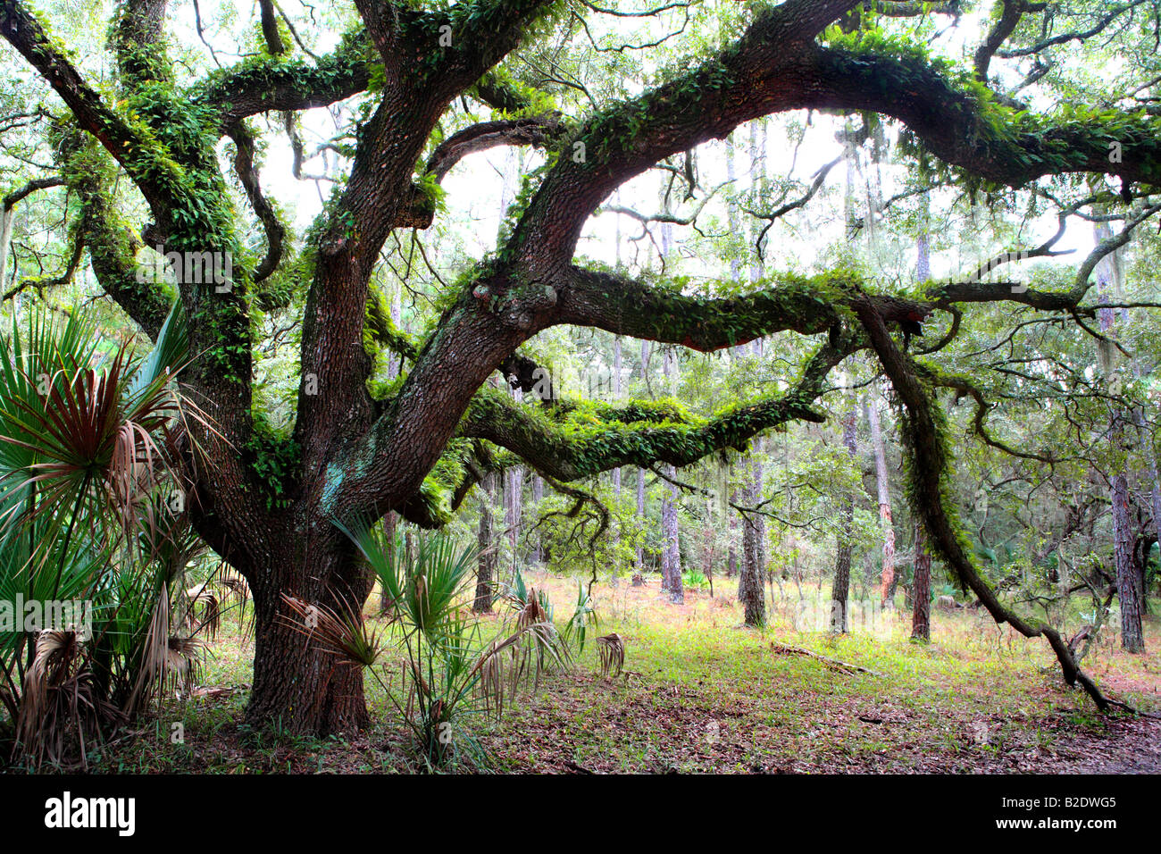 LIVE OAK QUERCUS VIRGINIANA COVERED WITH RESURRECTION FERN POLYPODIUM ...