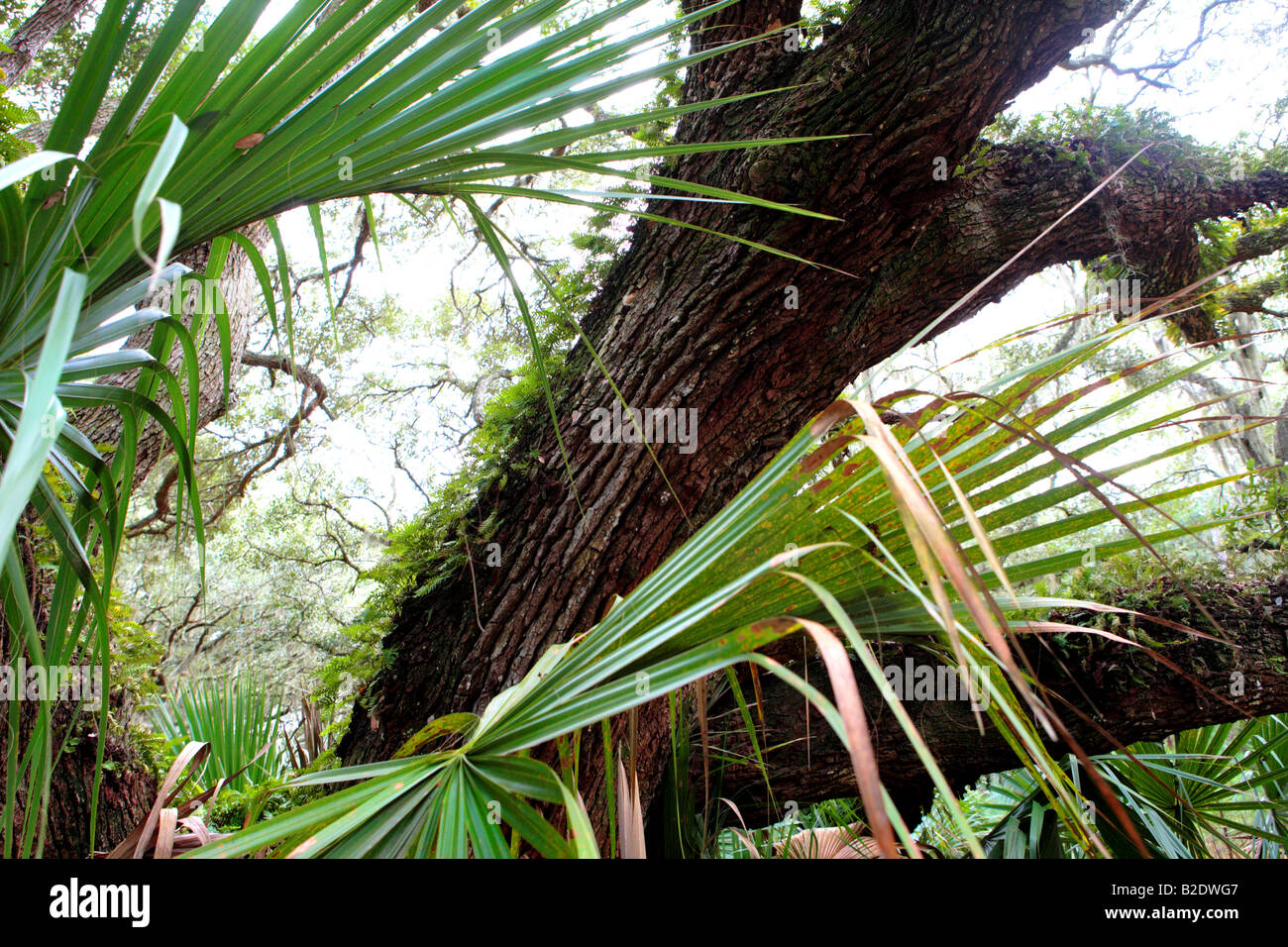 LIVE OAK TRUNK AND PALMETTO LEAVES ON CUMBERLAND ISLAND GEORGIA USA ...