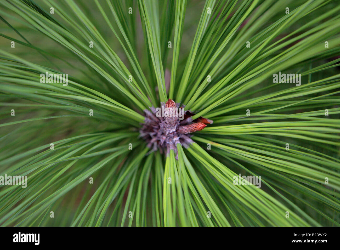 LOBLOLLY PINE PINUS TAEDA NEEDLES CUMBERLAND ISLAND NATIONAL SEASHORE ...