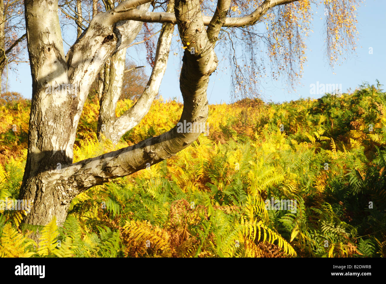 Moors bracken hi-res stock photography and images - Alamy