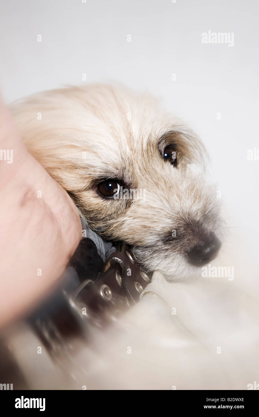 Labrit hi-res stock photography and images - Alamy