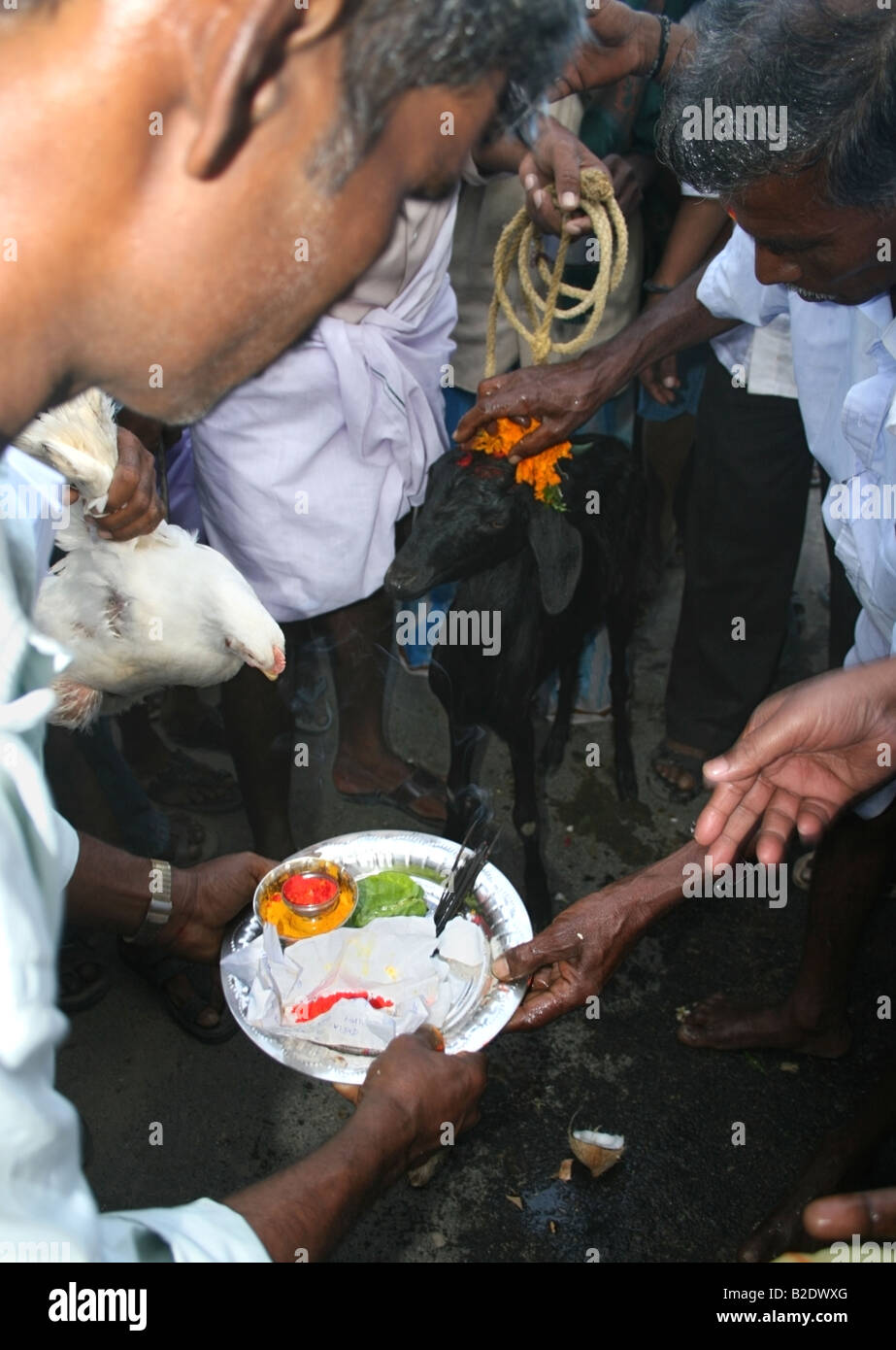 Chicken and goat being blessed before being sacrificed for the Hindu ...