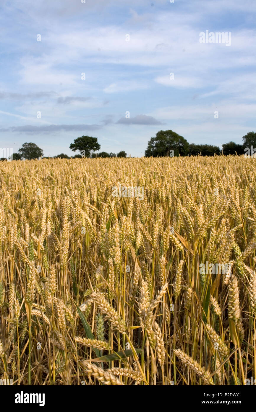 A cornfield in Surrey England Stock Photo - Alamy