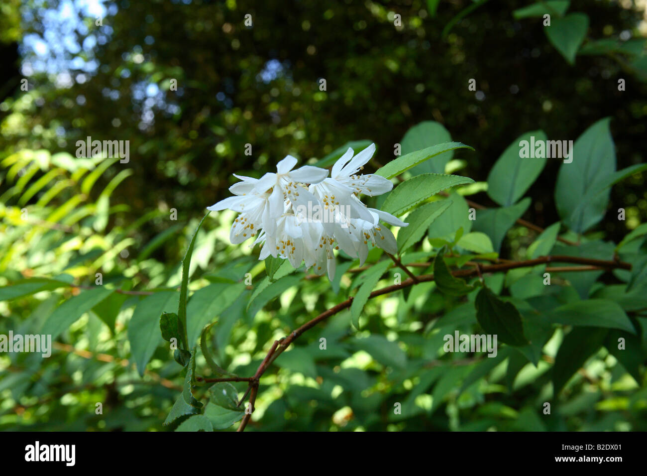 Robinia Pseudoacacia 'Frisia' Yellow Leaves Stock Photo - Alamy Robinia Pseudoacacia 'Frisia' Yellow Leaves Stock Photo - Alamy