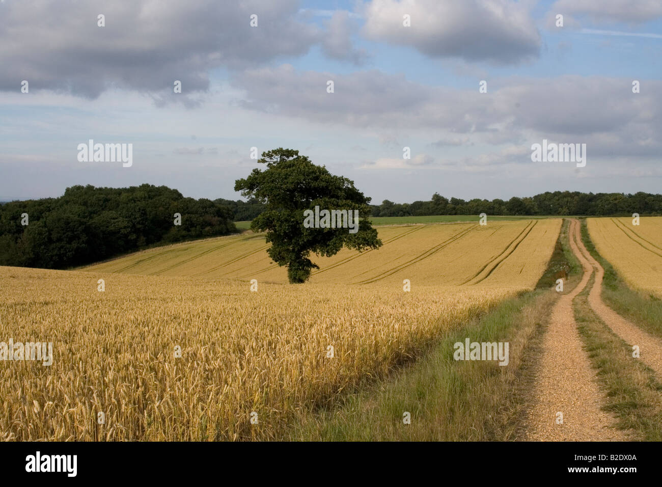 A countryside scene in England Stock Photo - Alamy