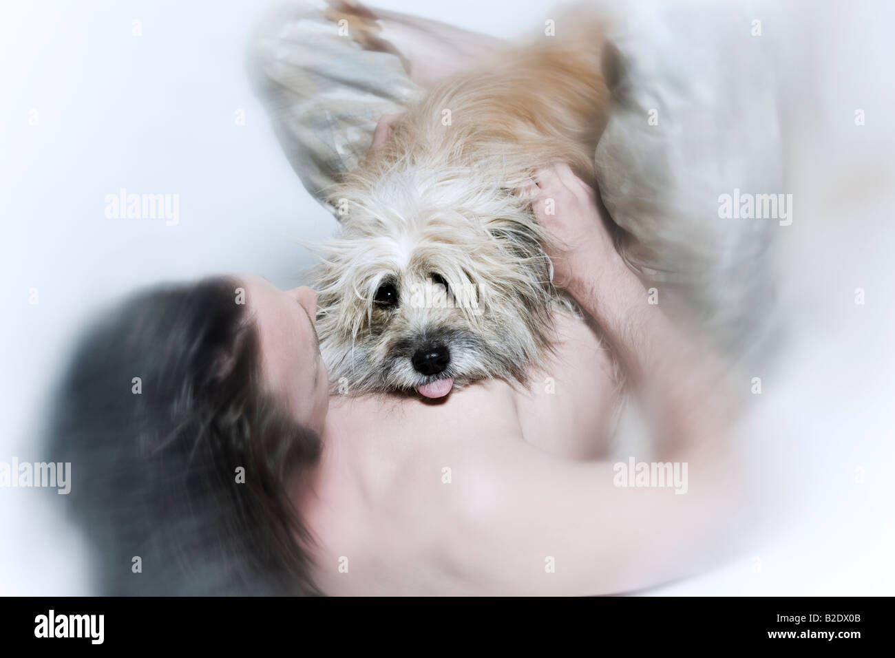 studio portrait isolated of young man and his labrit dog Stock Photo ...