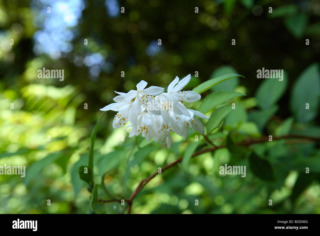 Robinia Pseudoacacia 'Frisia' Yellow Leaves Stock Photo - Alamy Robinia Pseudoacacia 'Frisia' Yellow Leaves Stock Photo - Alamy