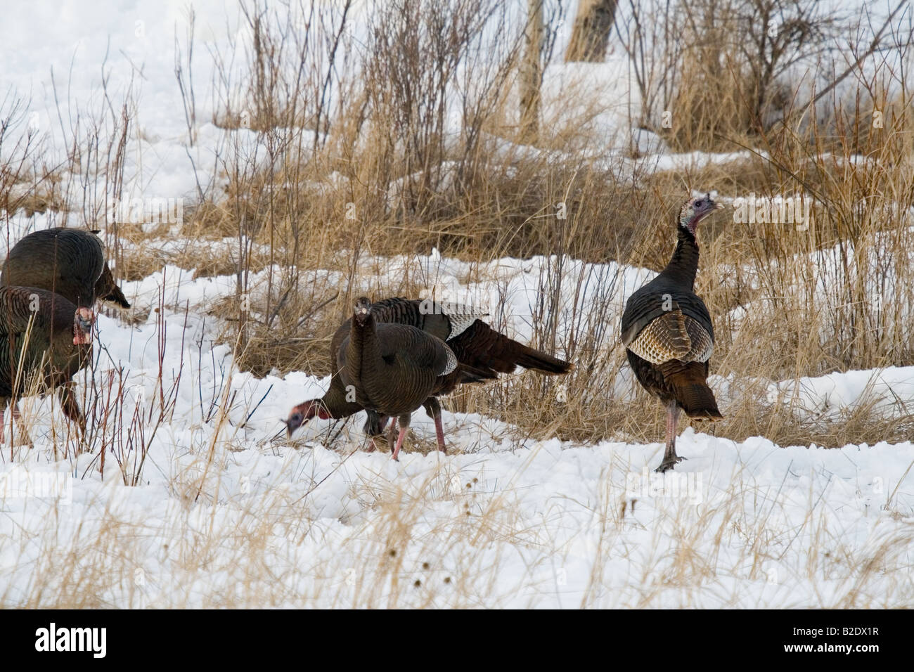 Eastern wild turkey in snow Stock Photo - Alamy