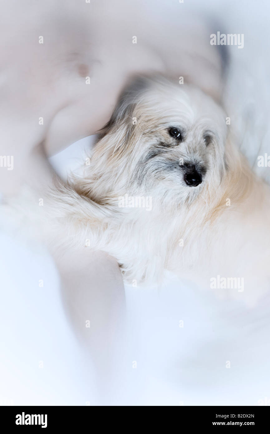 Labrit hi-res stock photography and images - Alamy