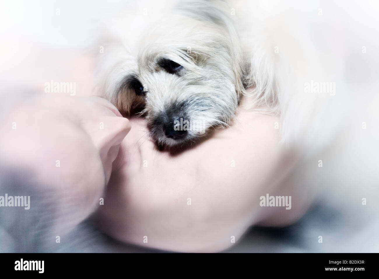 Labrit hi-res stock photography and images - Alamy