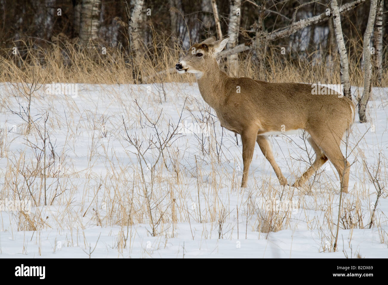 White tailed buck in the snow Stock Photo - Alamy