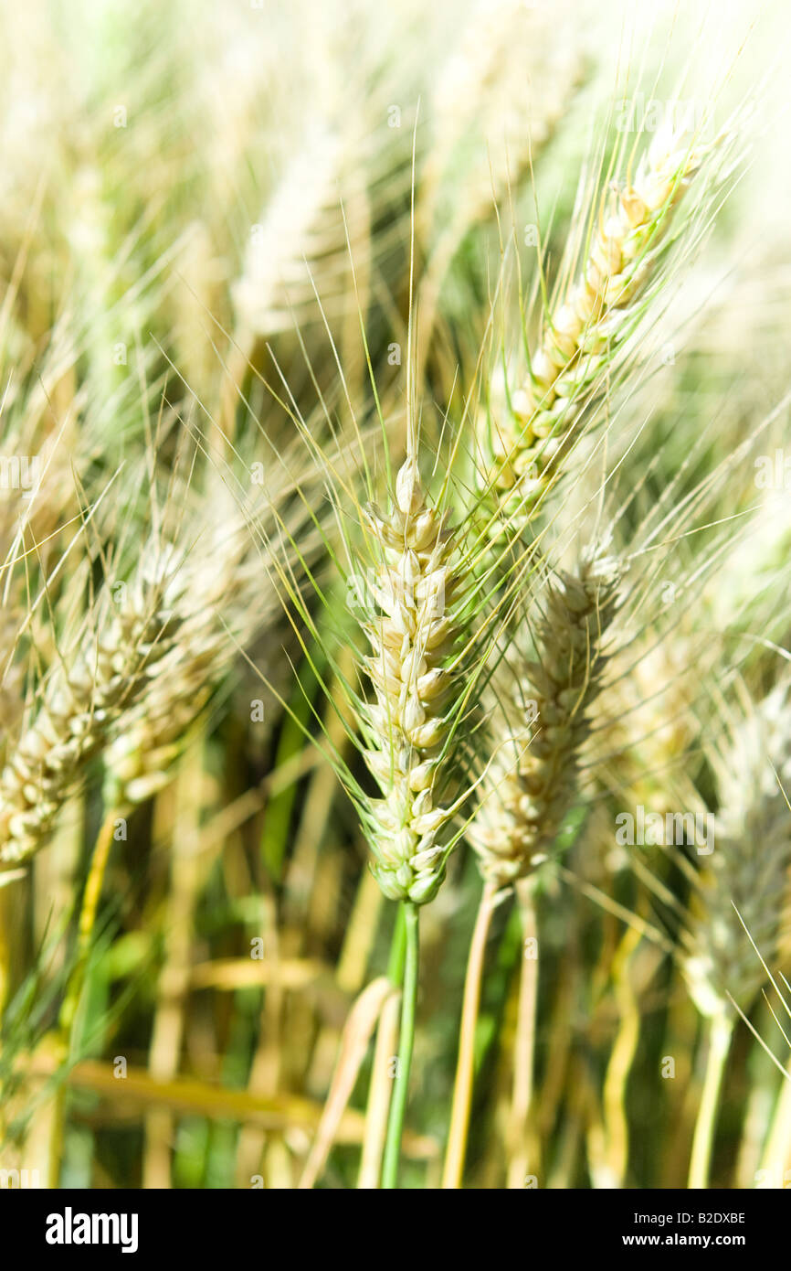 Wheat in Germany Stock Photo - Alamy
