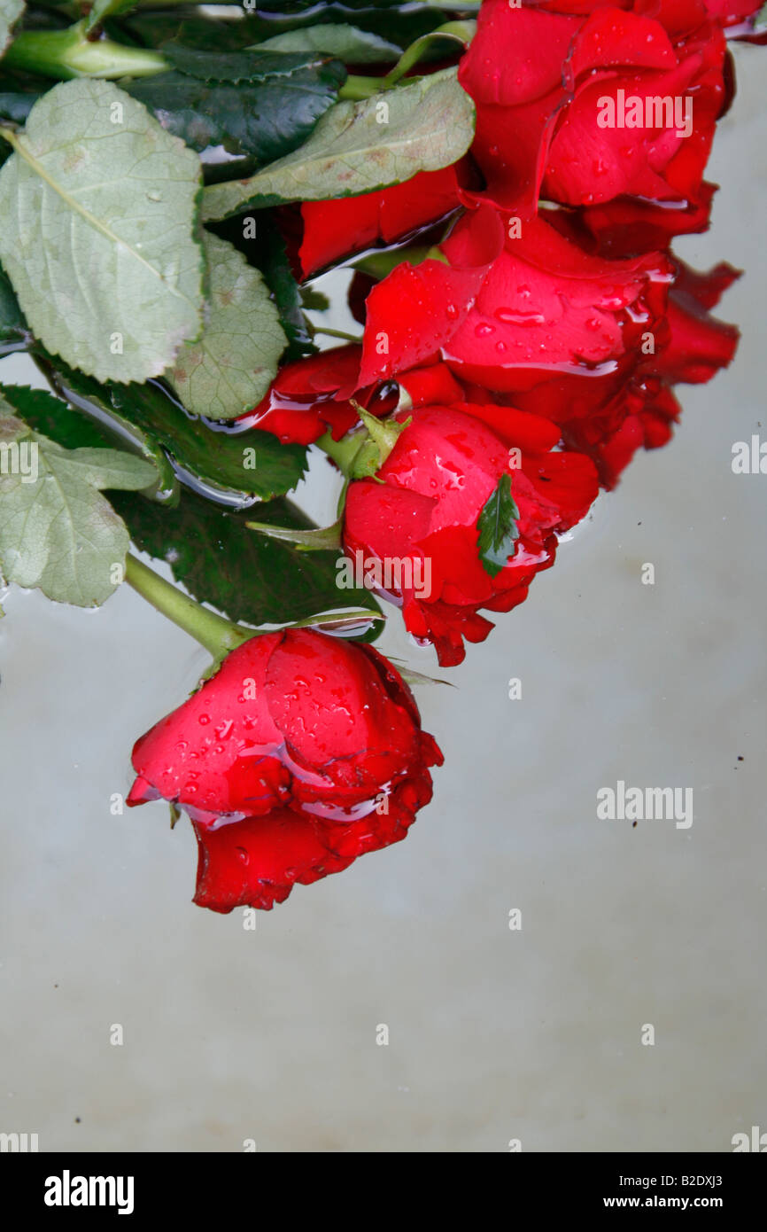 bunch of red roses floating in fountain water Stock Photo - Alamy
