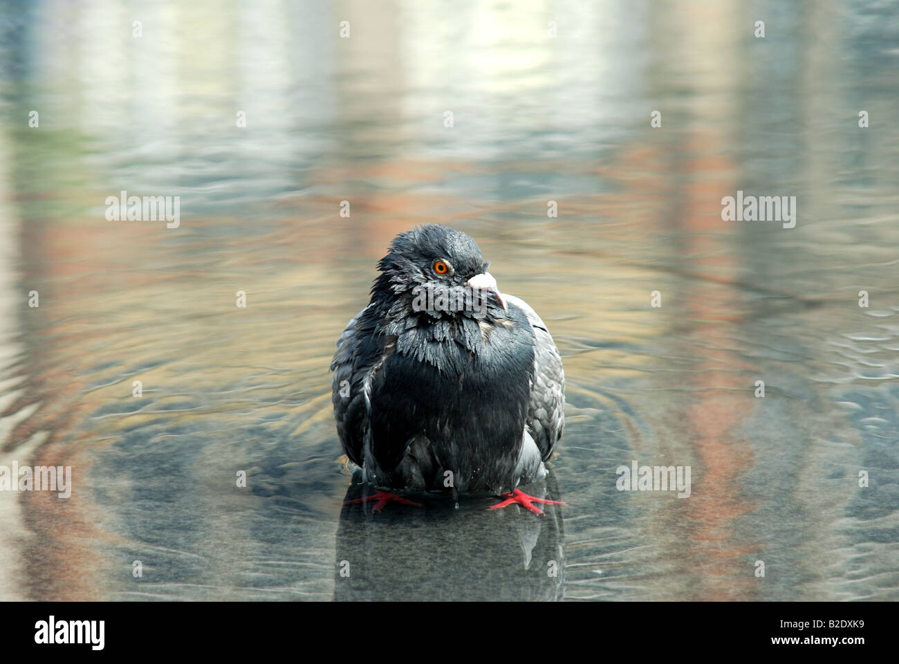 Cool pigeon hi-res stock photography and images - Alamy
