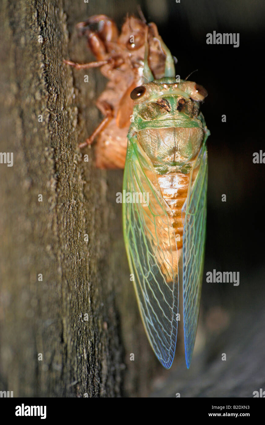 Cicada Hatching