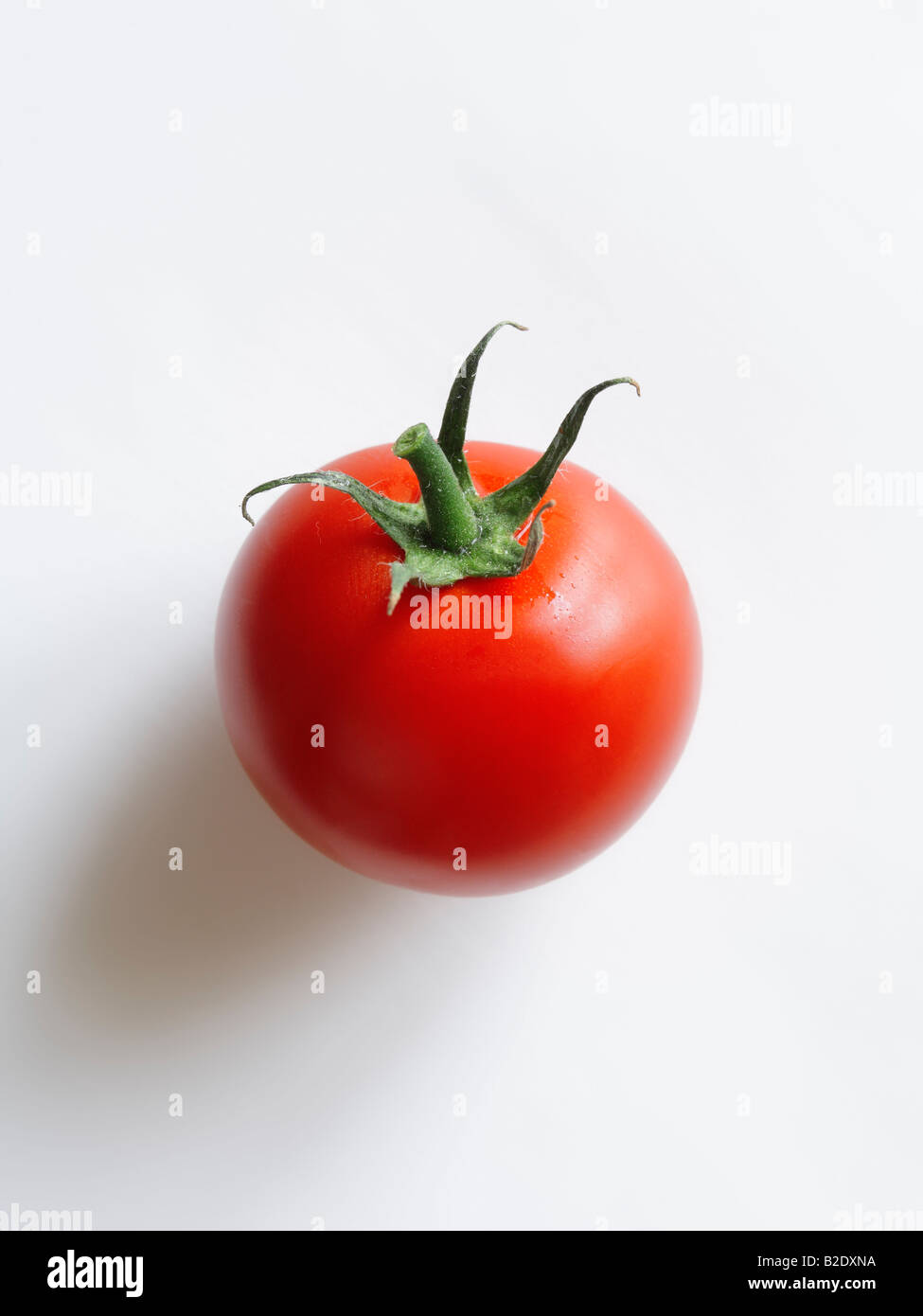 Single tomato on white background Stock Photo - Alamy
