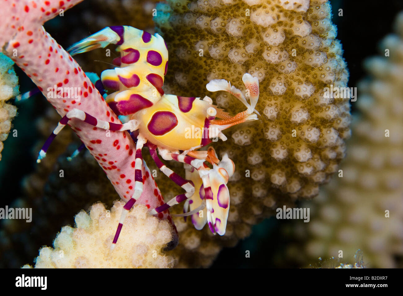 Harlequin shrimp, Hymenocera picta, feeding on a seastar. Hawaii Stock ...