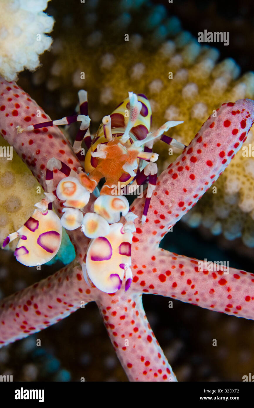 Harlequin shrimp, Hymenocera picta, feeding on a seastar. Hawaii Stock ...