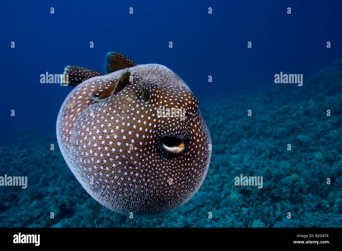 Pufferfish hi-res stock photography and images - Alamy