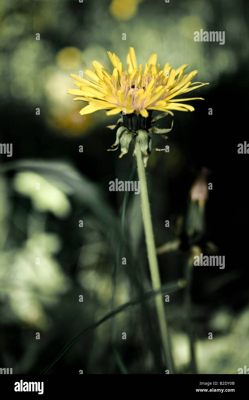 wild yellow flower common in Sweden in early spring Stock Photo - Alamy