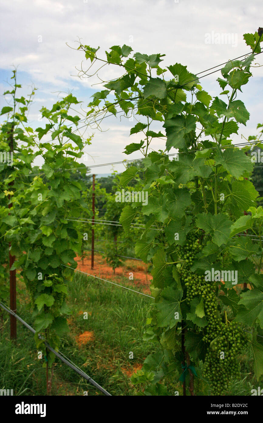 Grape vine hi-res stock photography and images - Alamy