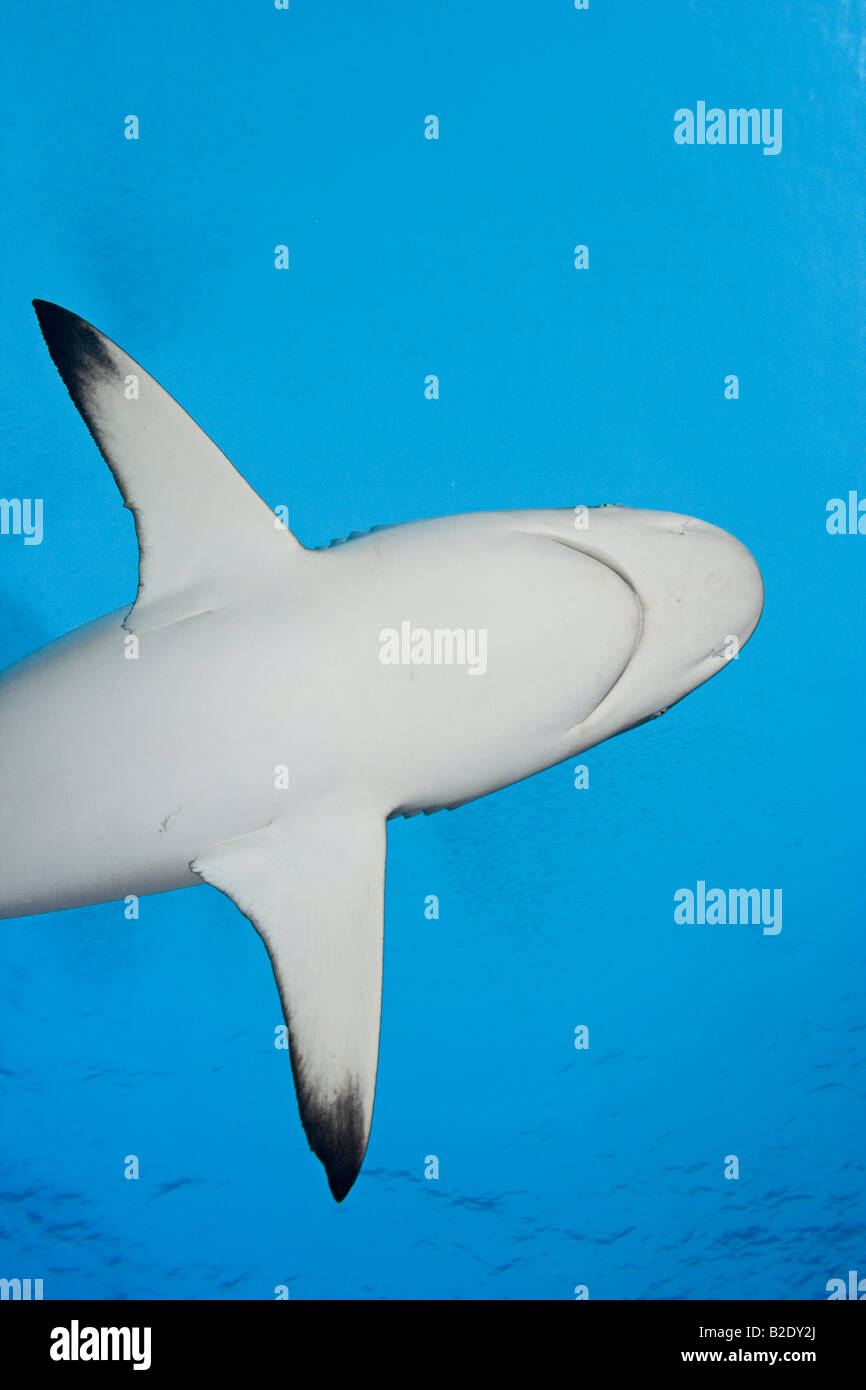 Grey shark hi-res stock photography and images - Alamy