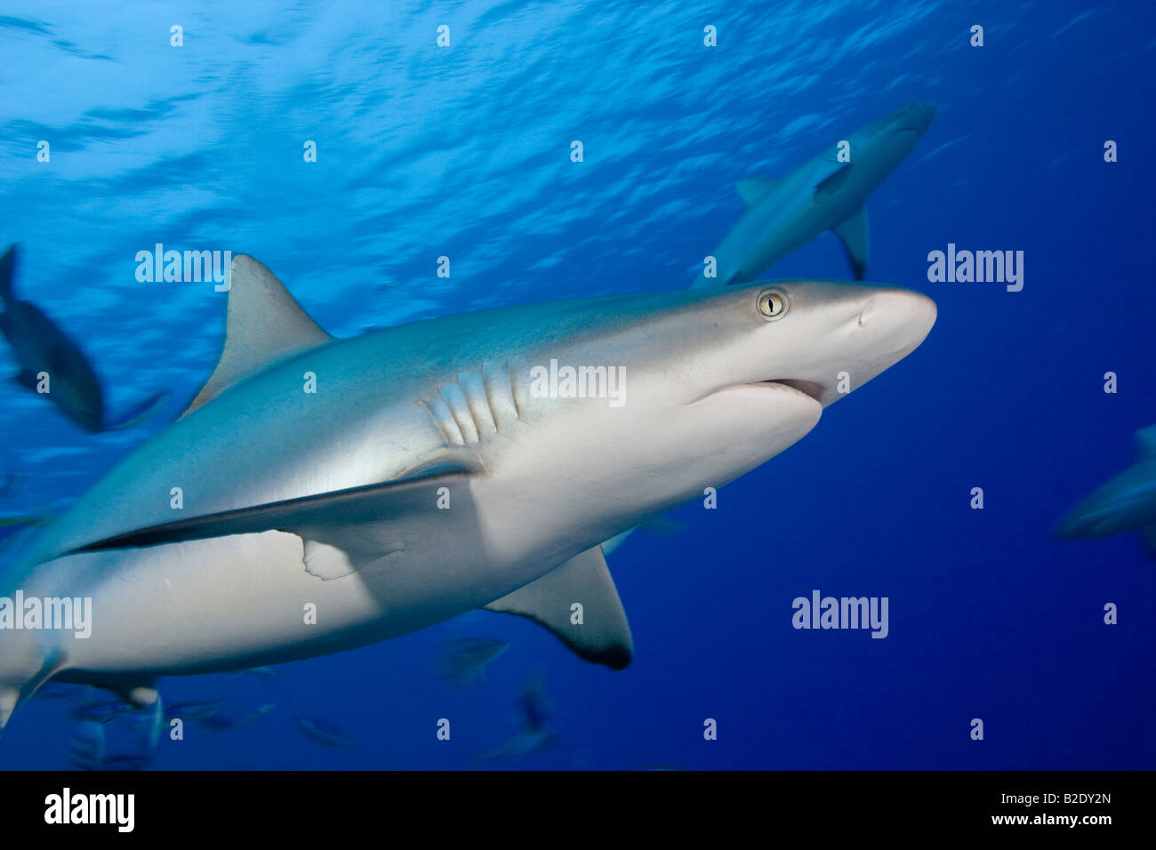 Grey reef sharks, Carcharhinus amblyrhynchos, off the island of Yap ...