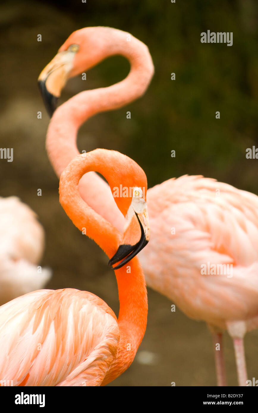 Caribbean Dominican Republic Manati Park Punta Cana Couple of pink ...