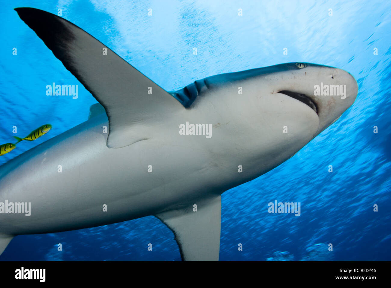 Yellow juvenile jacks swim with a grey reef shark, Carcharhinus ...
