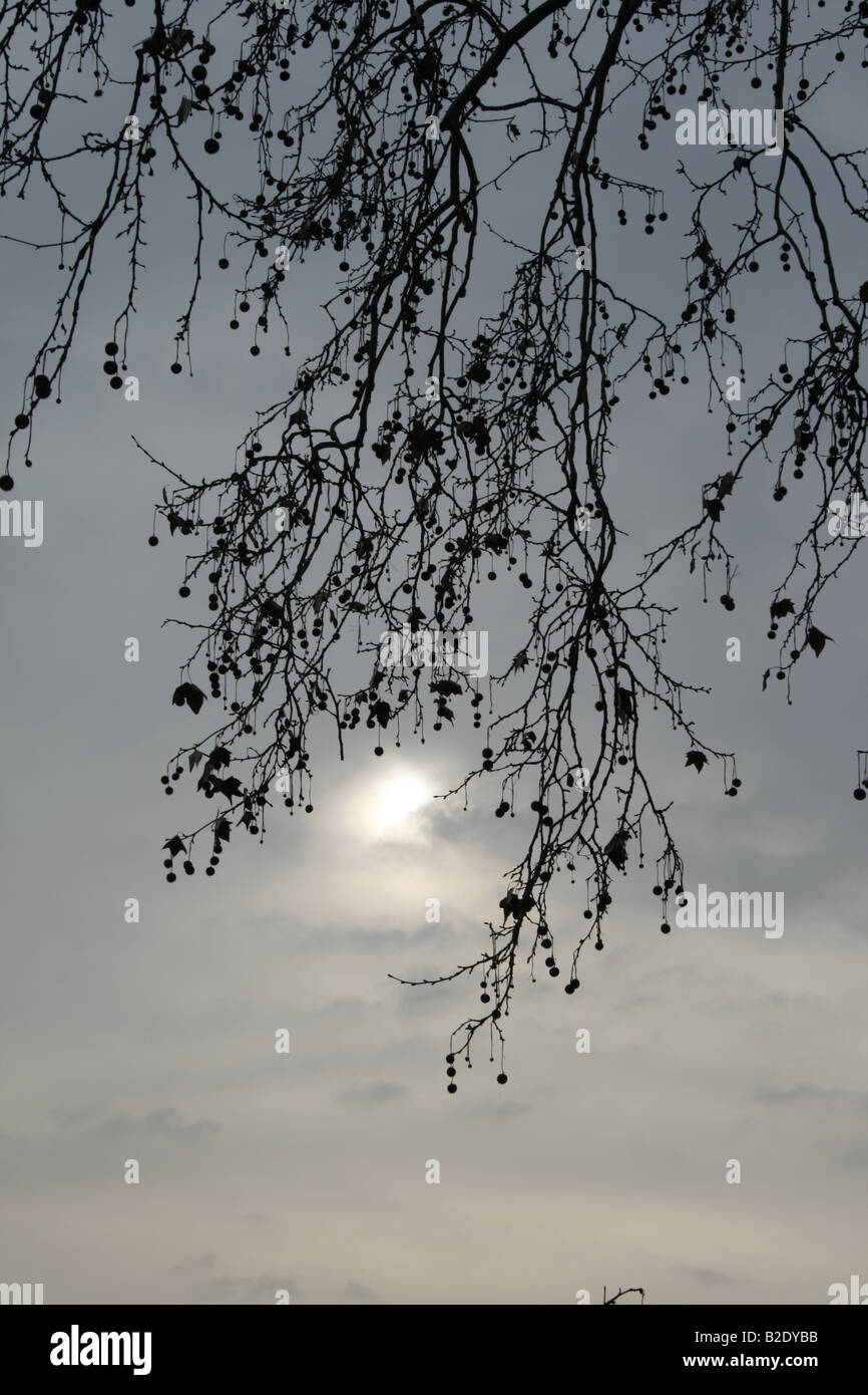 old ragged bare tree branches in countryside Stock Photo - Alamy