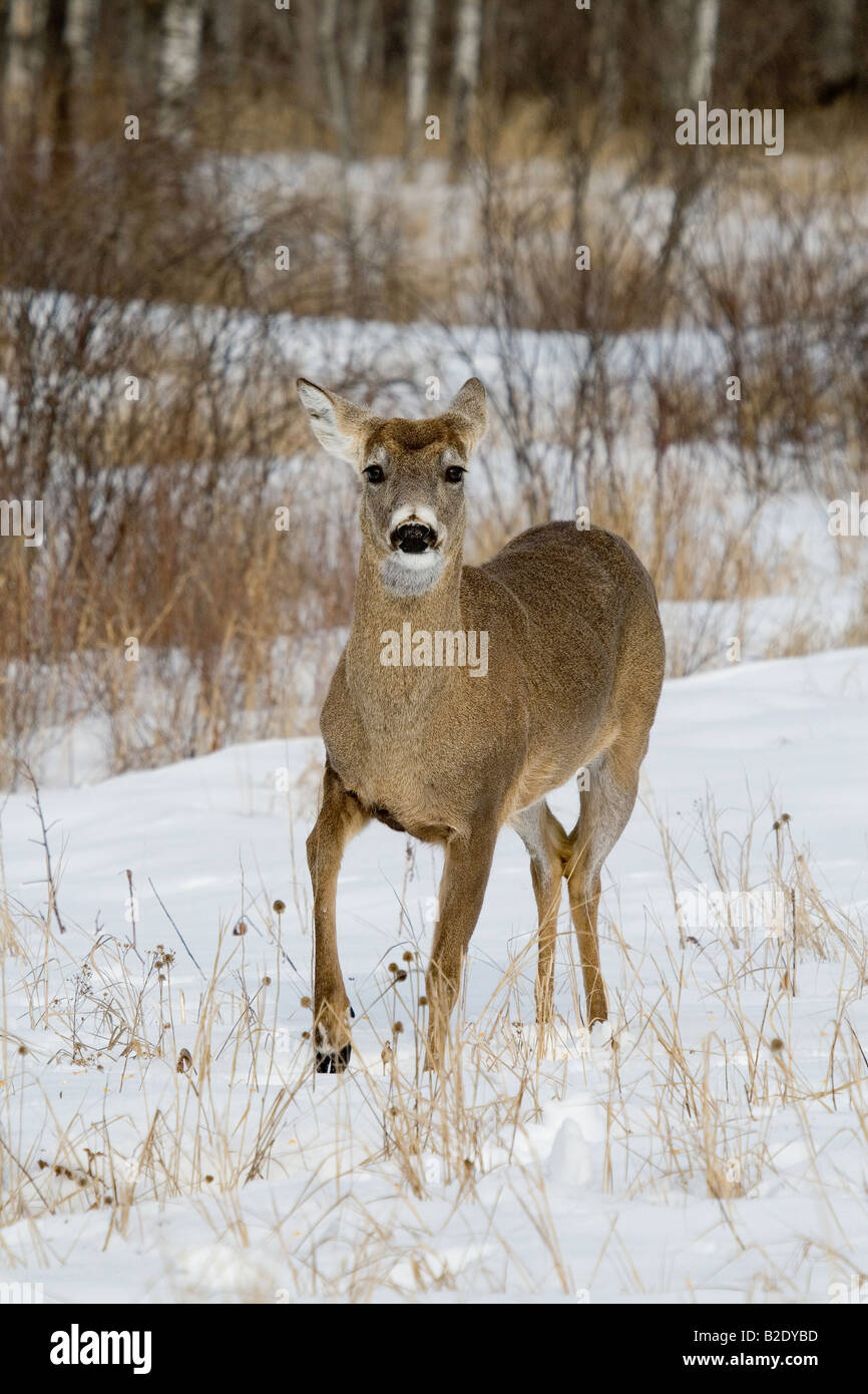 Deer Foot High Resolution Stock Photography and Images - Alamy