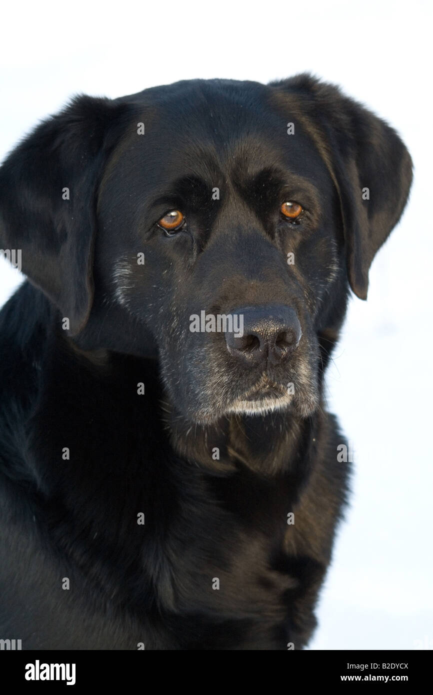 Black Labrador retriever in winter Stock Photo - Alamy