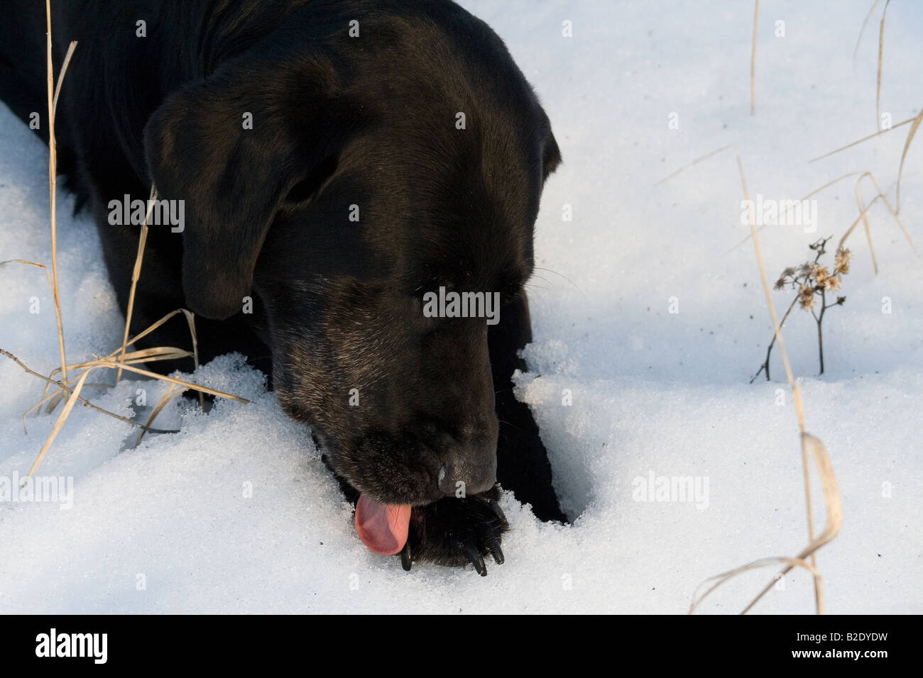 Black Labrador retriever in winter Stock Photo - Alamy