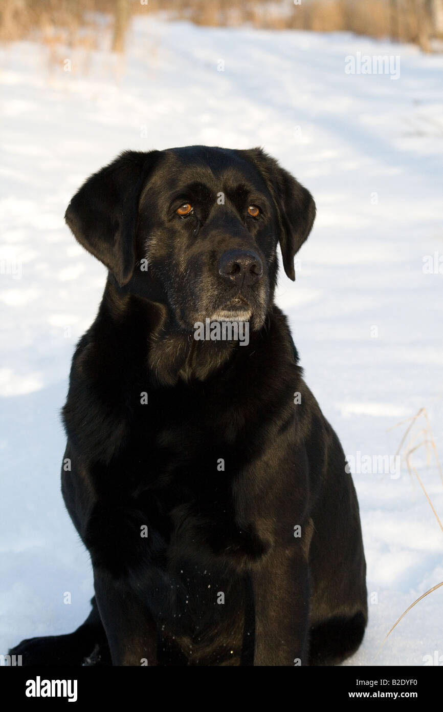 Black Labrador retriever in winter Stock Photo - Alamy