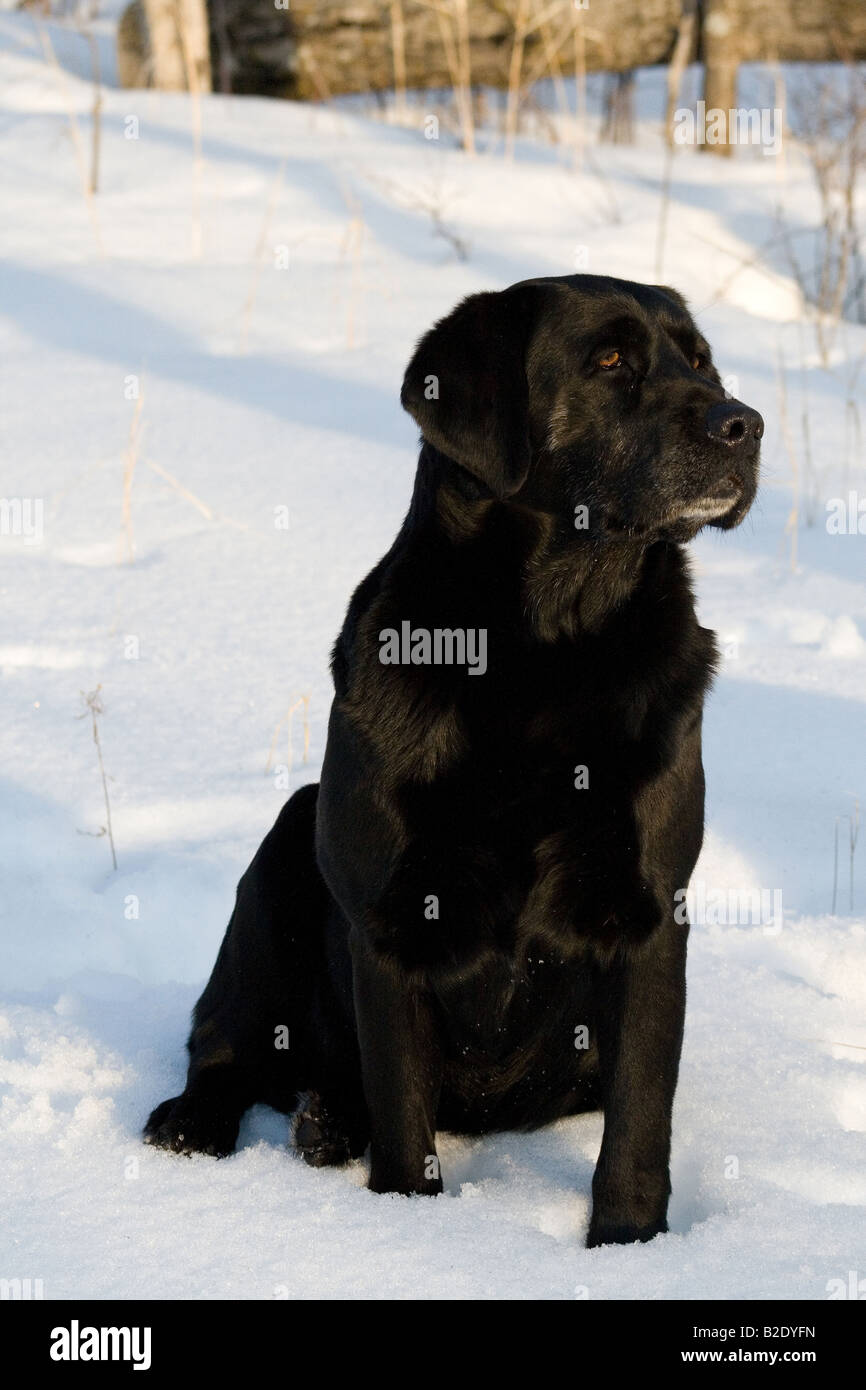 Black Labrador retriever in winter Stock Photo - Alamy