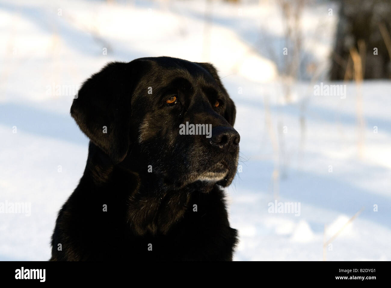 Black Labrador retriever in winter Stock Photo - Alamy