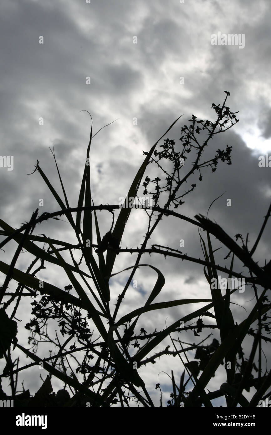 Dead Bramble Leaf High Resolution Stock Photography and Images - Alamy