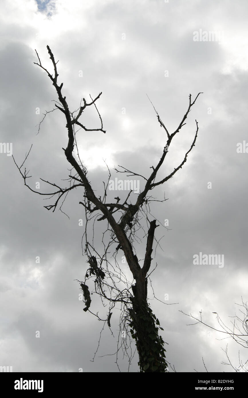old ragged bare tree branches in countryside Stock Photo - Alamy